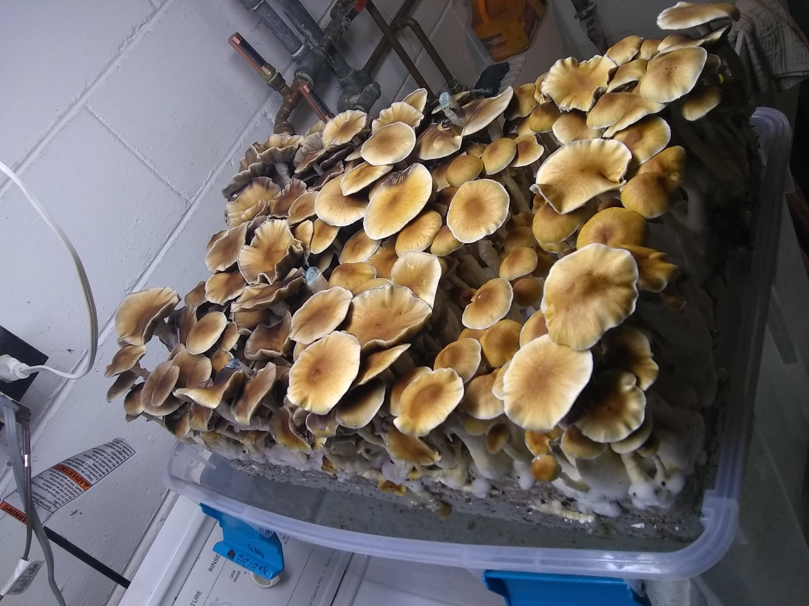 Is High Mountain Compost The Best For Growing Mushrooms?
